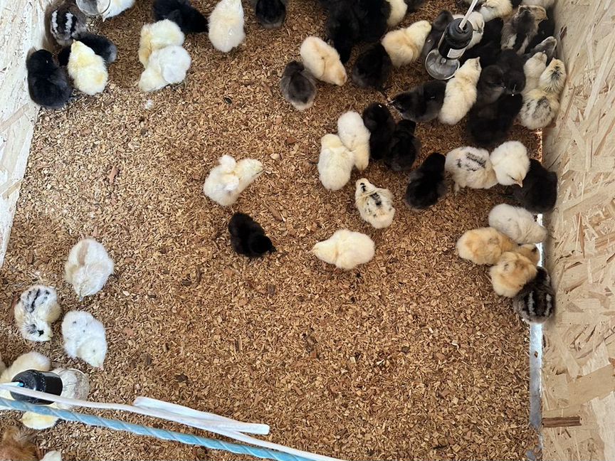 Лакидензи цыплята