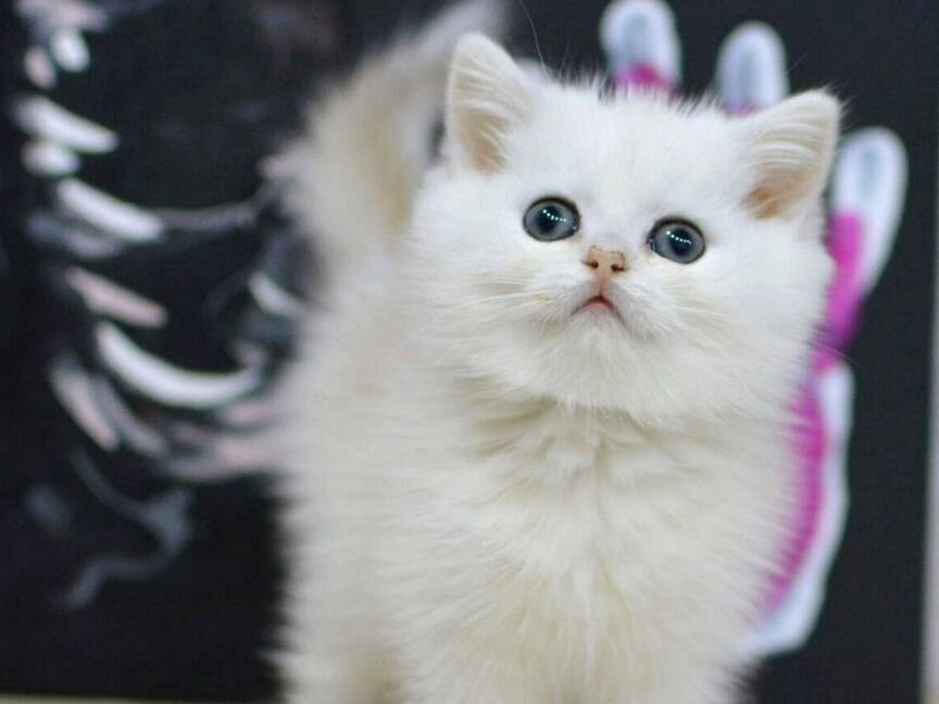 Британский серебристый котик