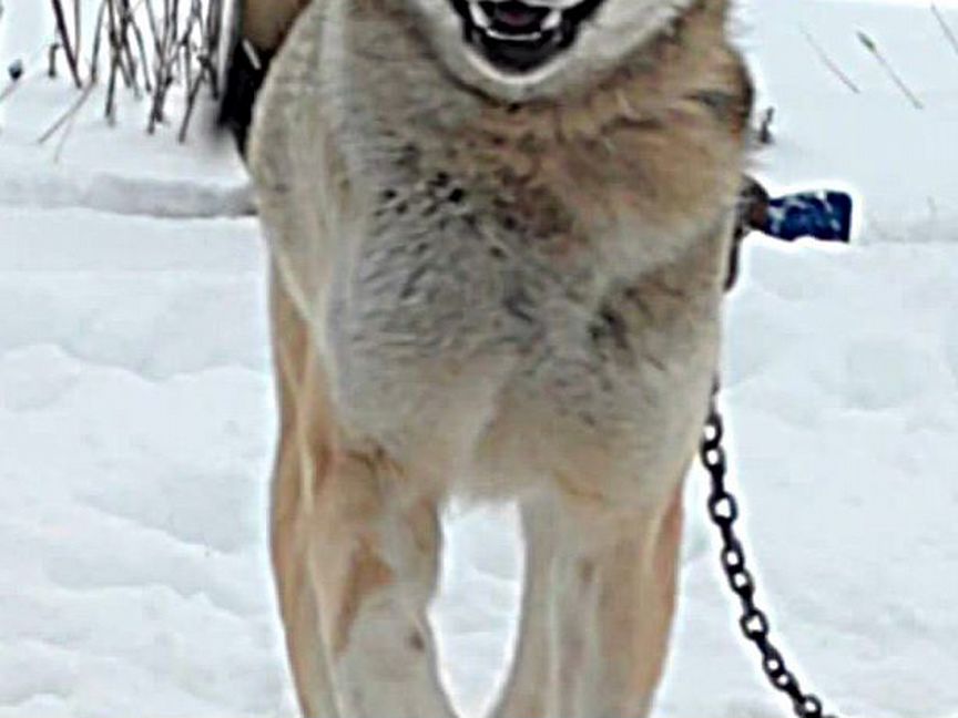 Продаю охотничьих Лаек зсл (западносибирские)