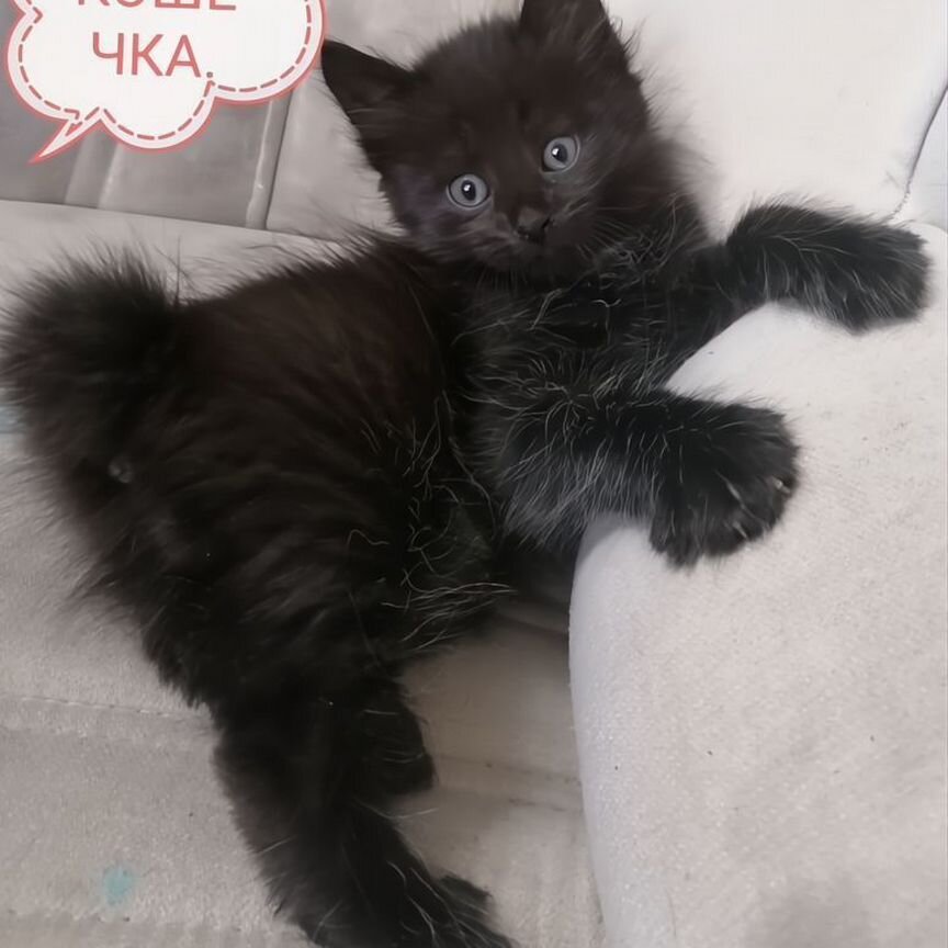 Шотландский прямоухий длинношёрстный котёнок