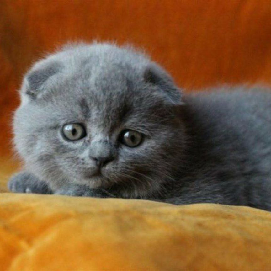 Милые шотландские котята