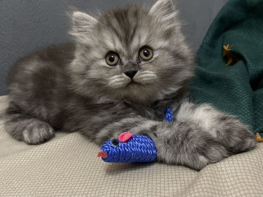 Шотланский котенок девочка