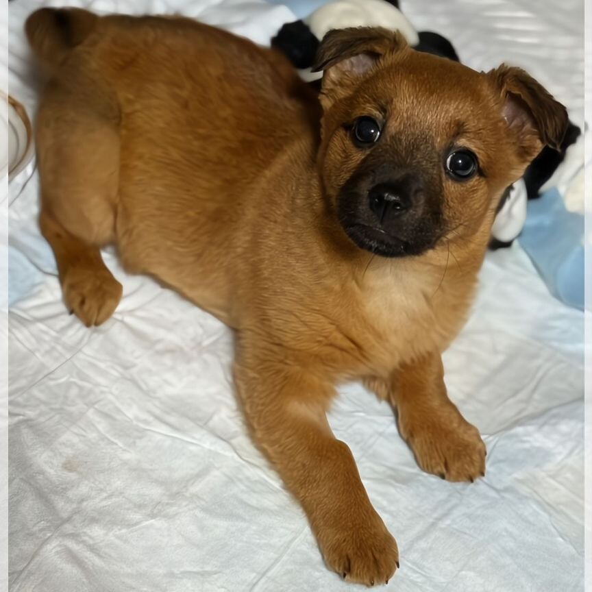 Щенок в добрые руки