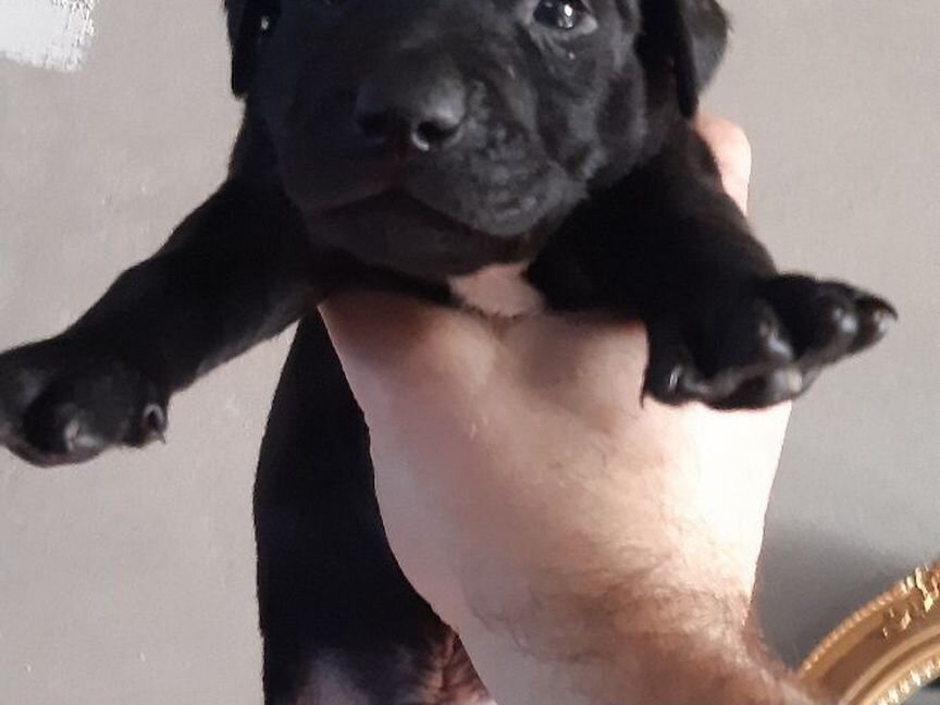 Щенки Питбуля 22.11.23г.р