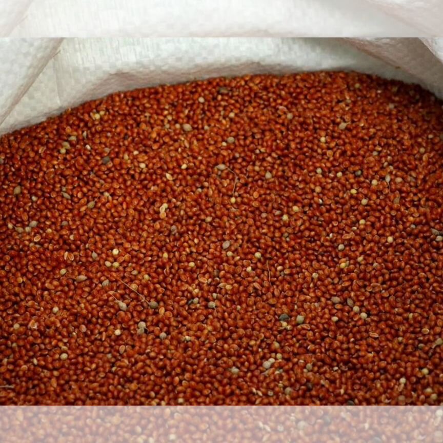 Просо зерно