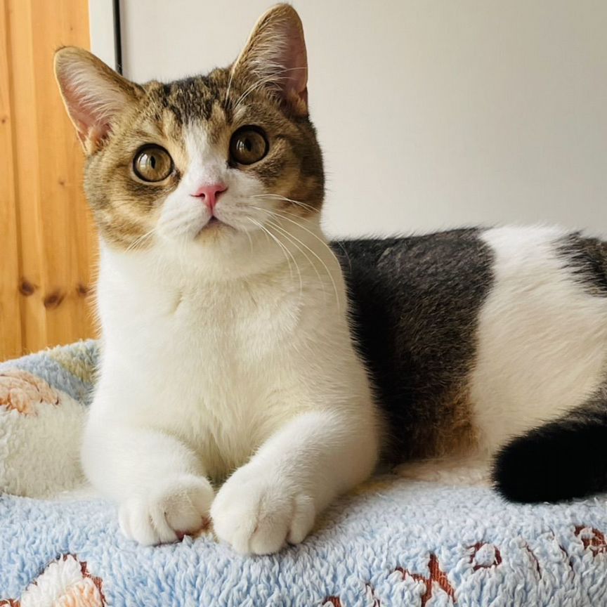 Британец Дарлинг