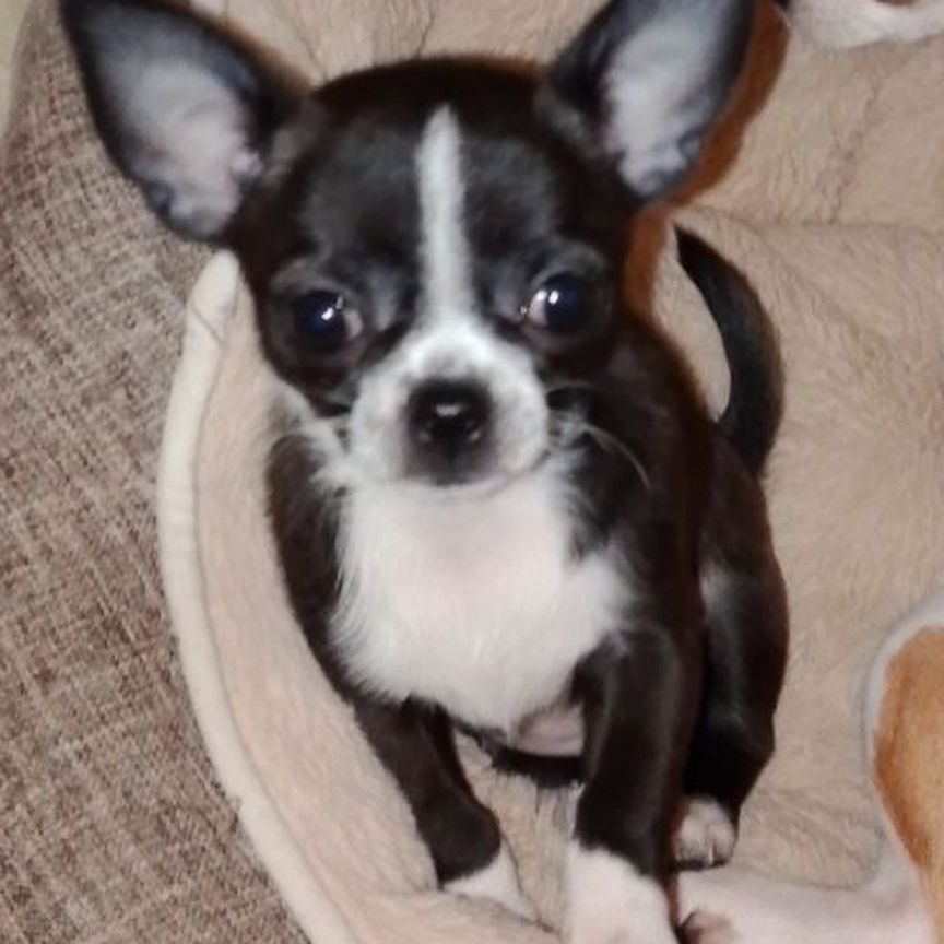 Чихуахуа, щенок