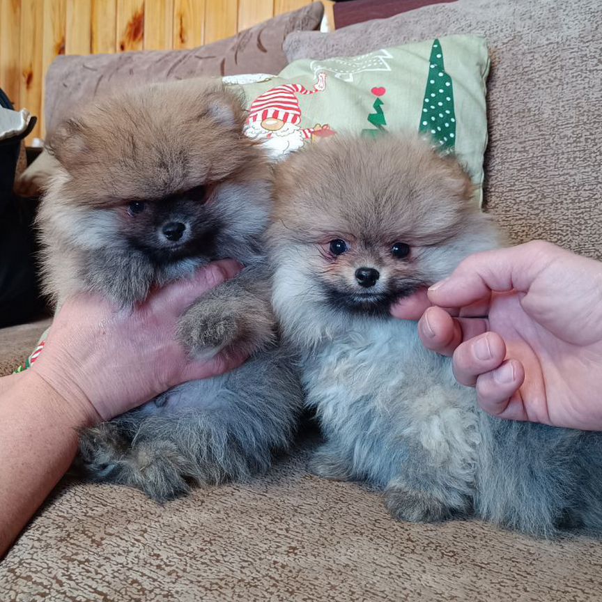 Померанский шпиц, щенок