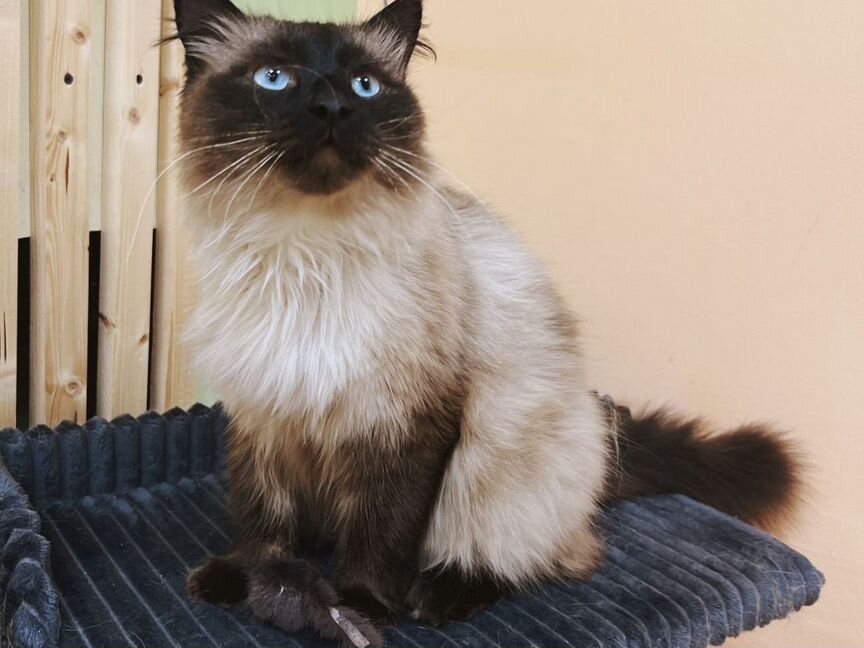 Енотик