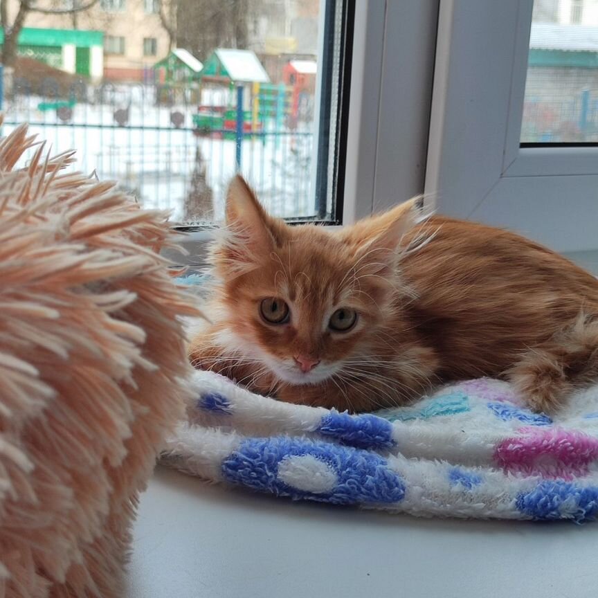 Рыжий котёнок в добрые руки