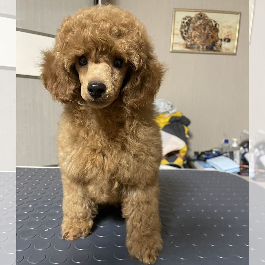 Пудель, щенок