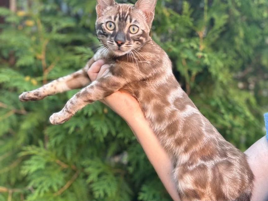 Котик минк двойной уголь