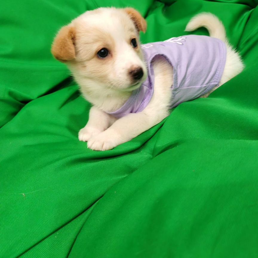 Маленькие собачки бесплатно