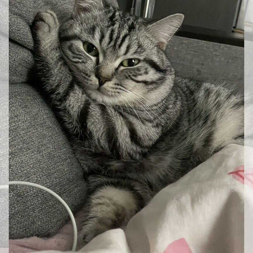 Шотландский прямоухий короткошёрстный, взрослый кот