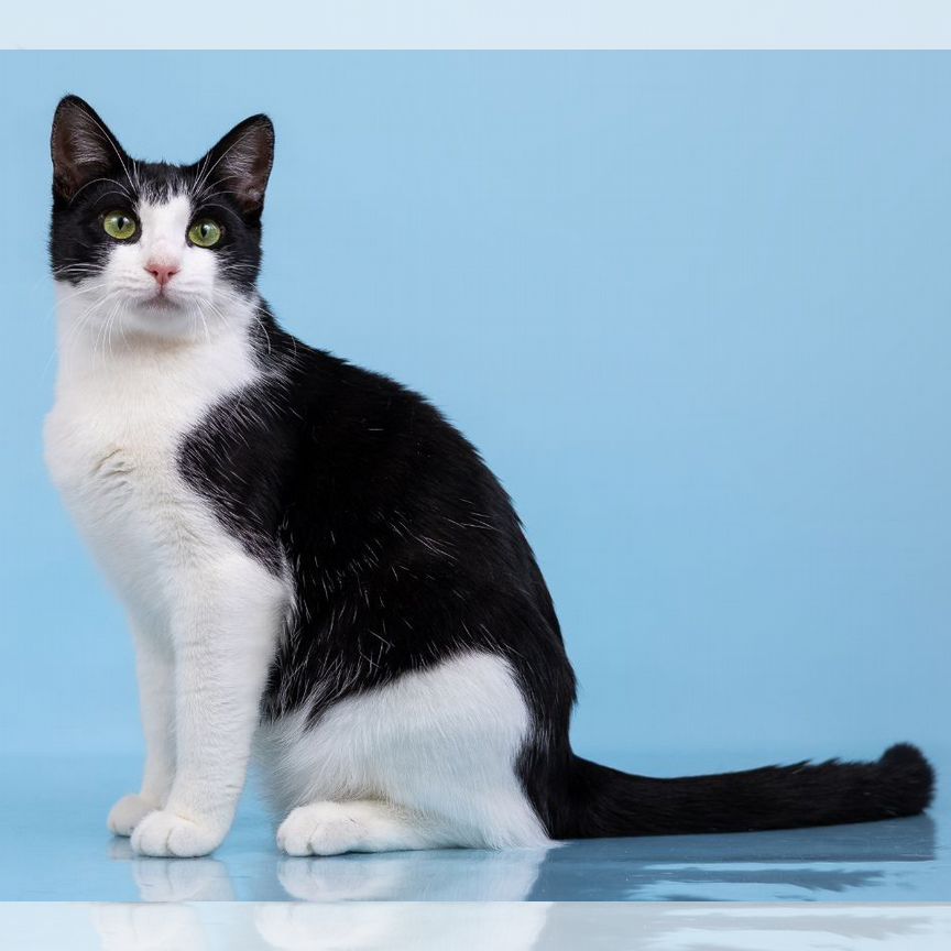 Взрослая, кошка в добрые руки