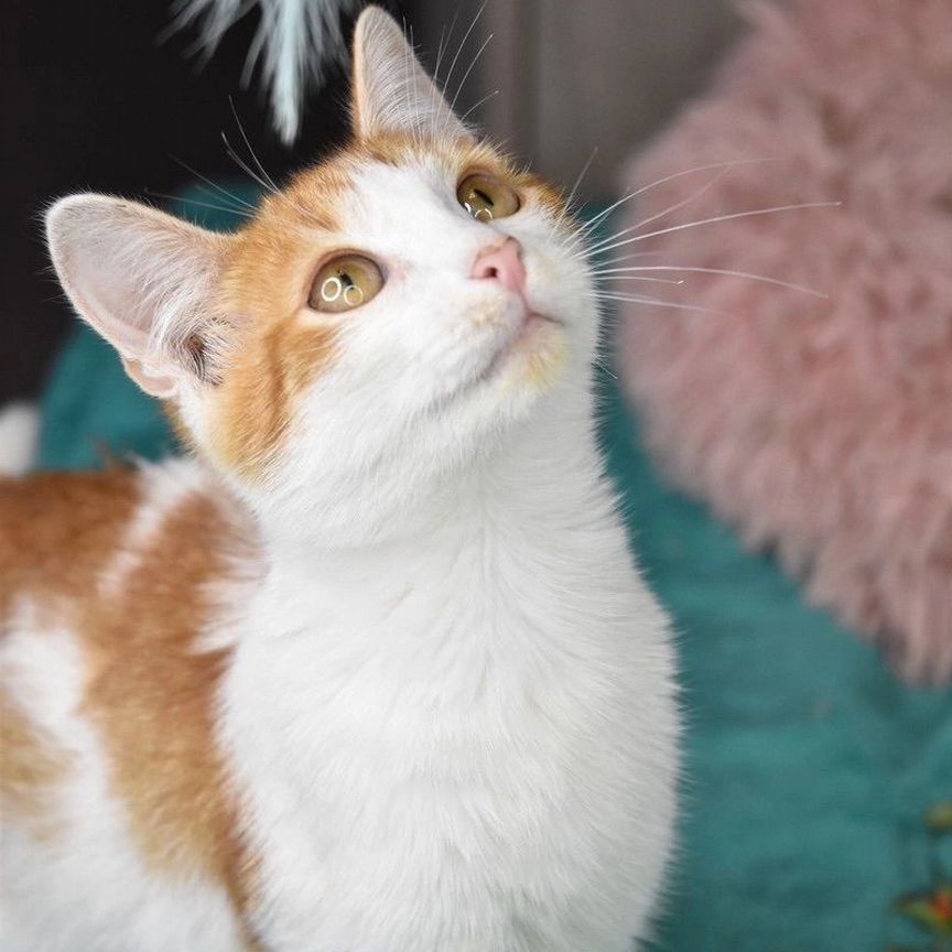 Котенок Аргун в добрые руки