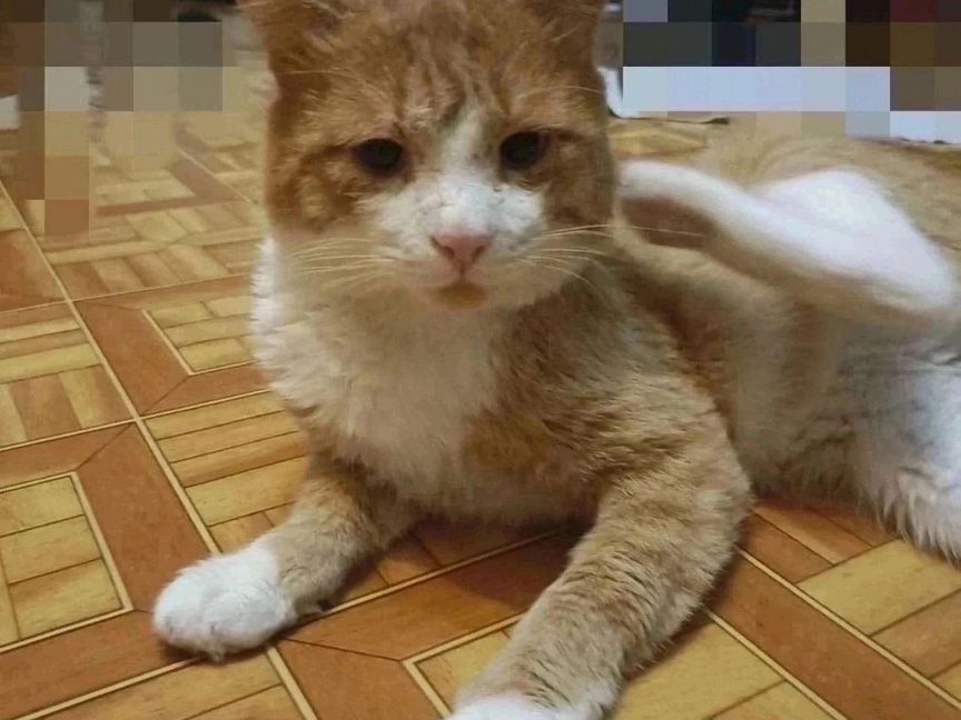 Костик в добрые руки