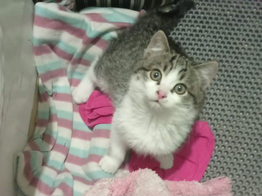 Весельчак Котенок мальчик 2-3 месяца, нежнючий