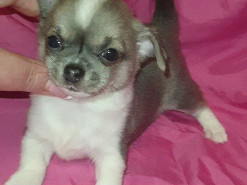 Чихуахуа сказочные детки