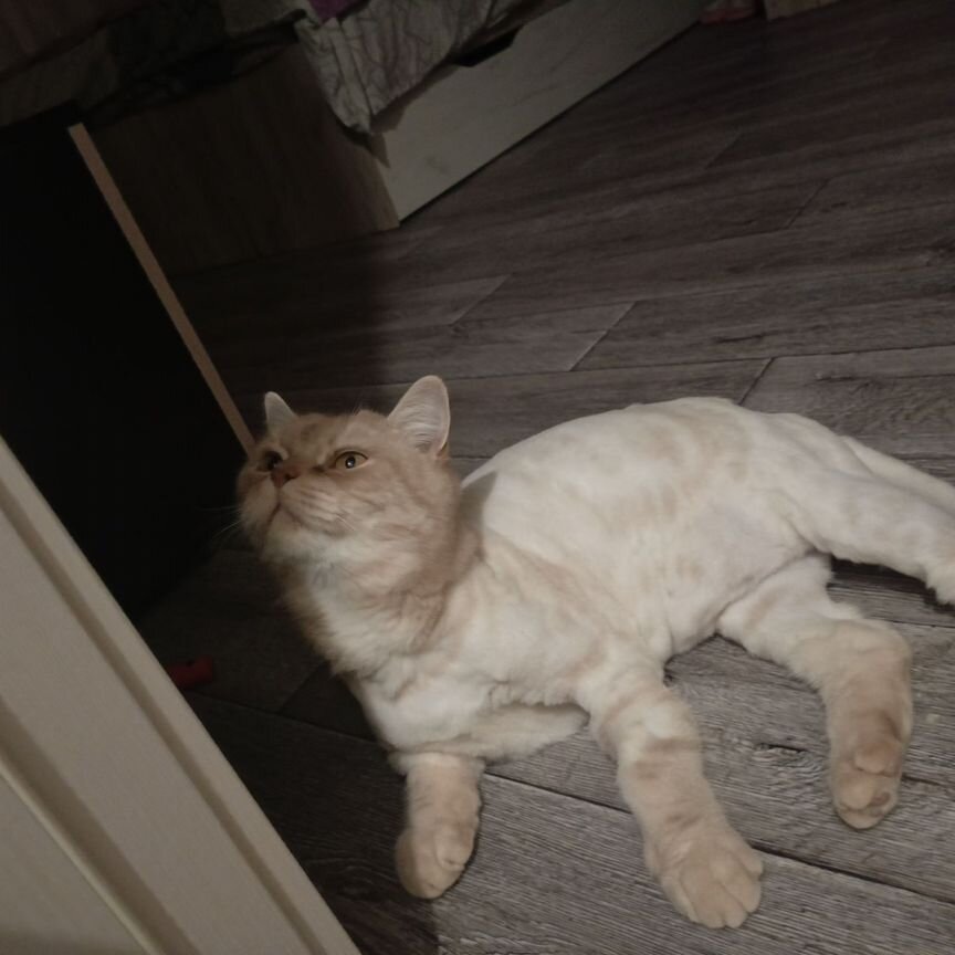 Отдам кота в добрые руки
