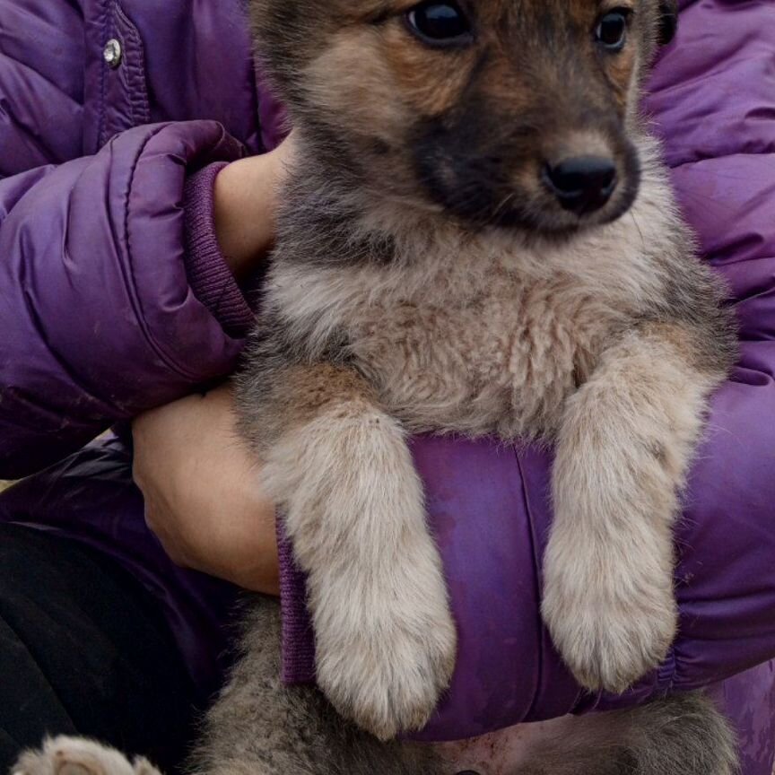 Щенок в добрые руки