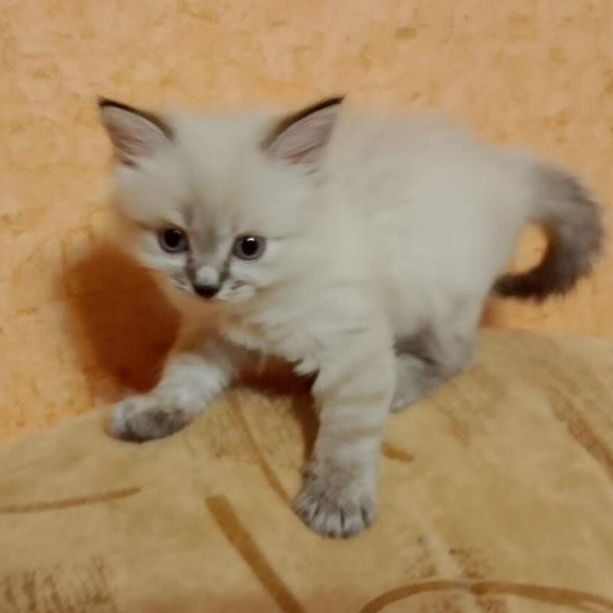 Котёнок Невская маскарадная