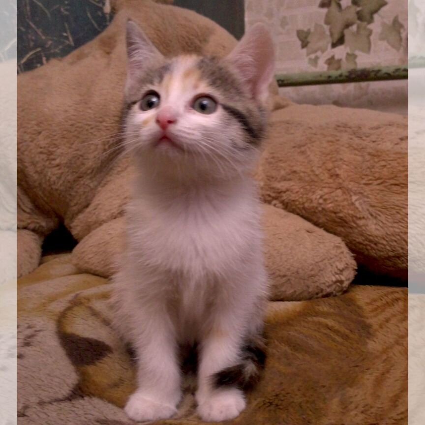 Котёнок в добрые руки