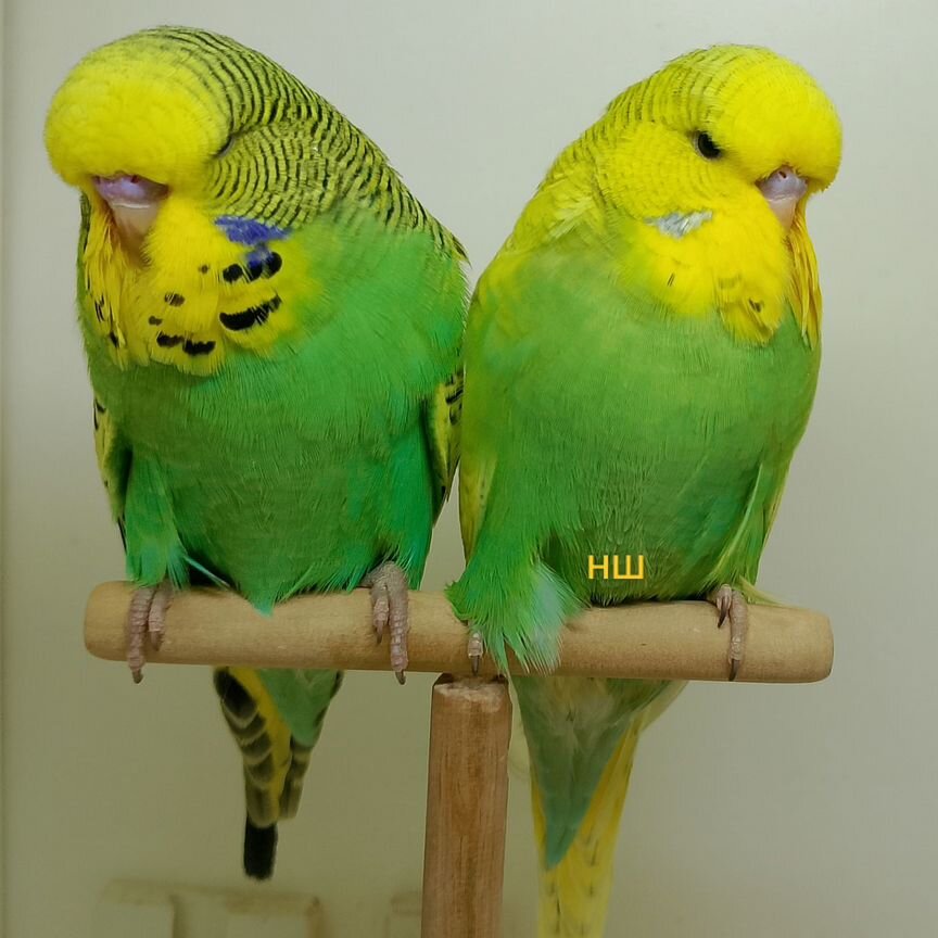 Ввп,Чехи,птенцы