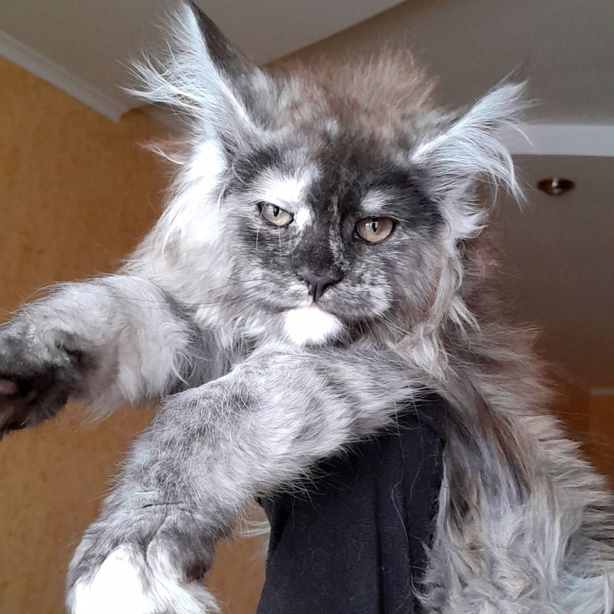 Роскошная крупная кошка