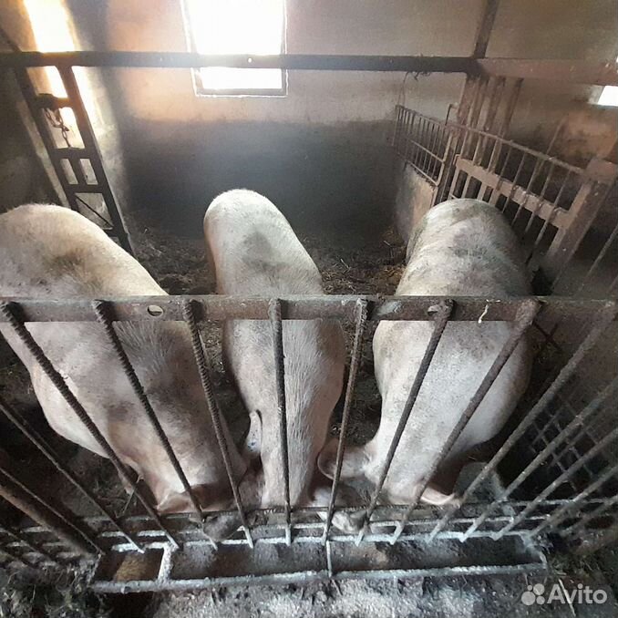 Продам свиней