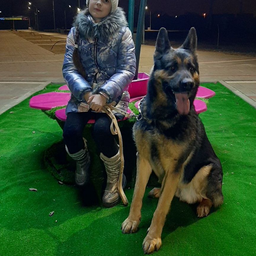 Отдам овчарку немецкую в добрые руки