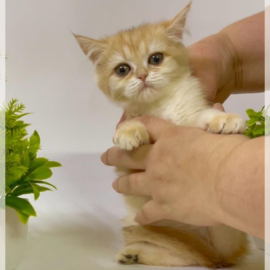 Шотландский прямоухий короткошёрстный котёнок