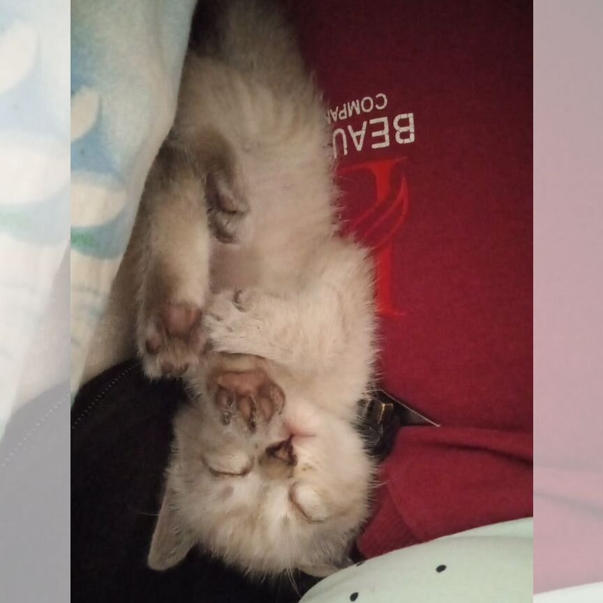Котята в добрые руки бесплатно мальчик