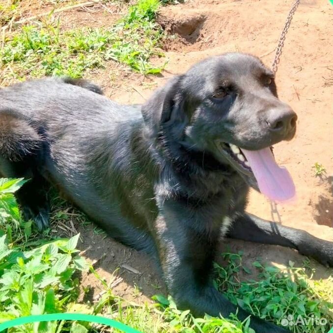 Песику очень нужна помощь