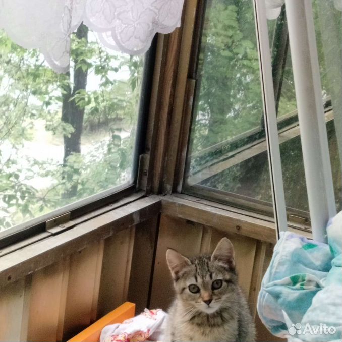 Котёнок Венера ищет свой дом