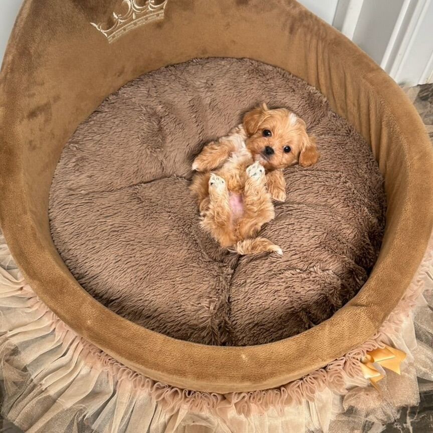 Мини мальчик мальтипу f1 1,8-2кг взрослый