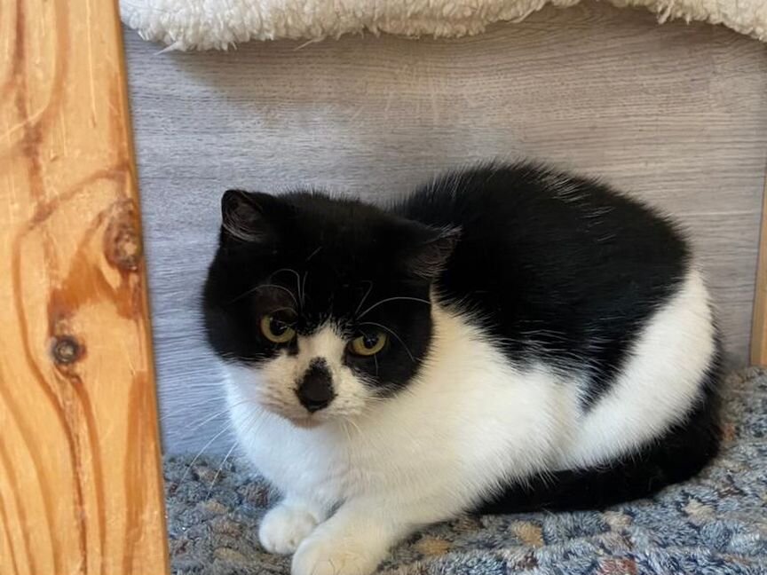 Котик на время