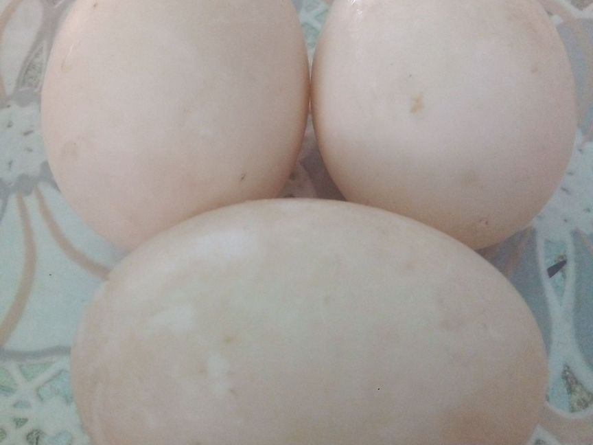Продам утиные яйца