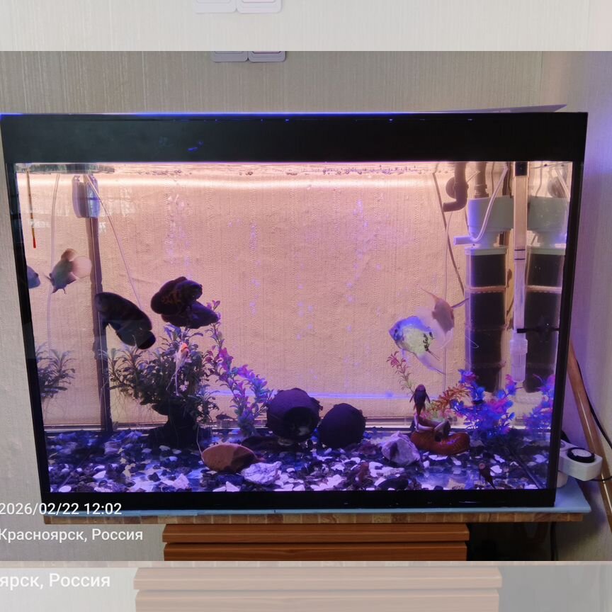 Аквариум с рыбками готовый240