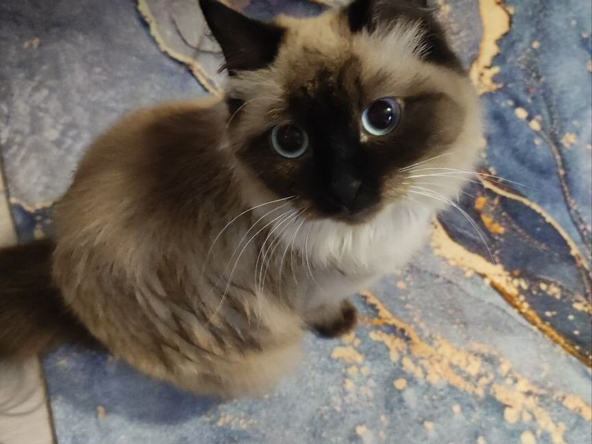 Сиамская кошка