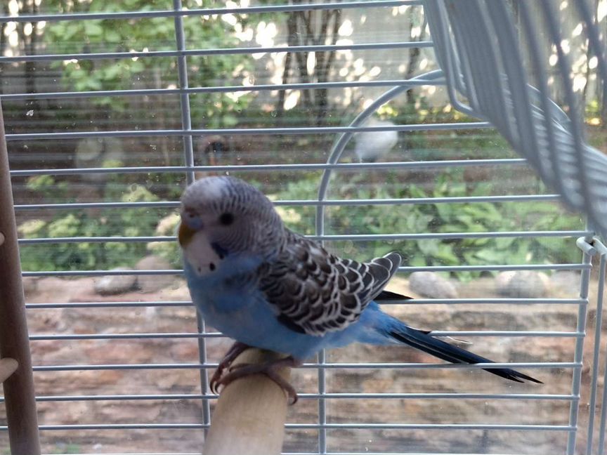 Волнистый попугай