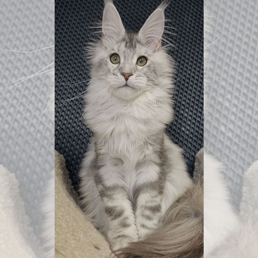 Мейн-кун котёнок