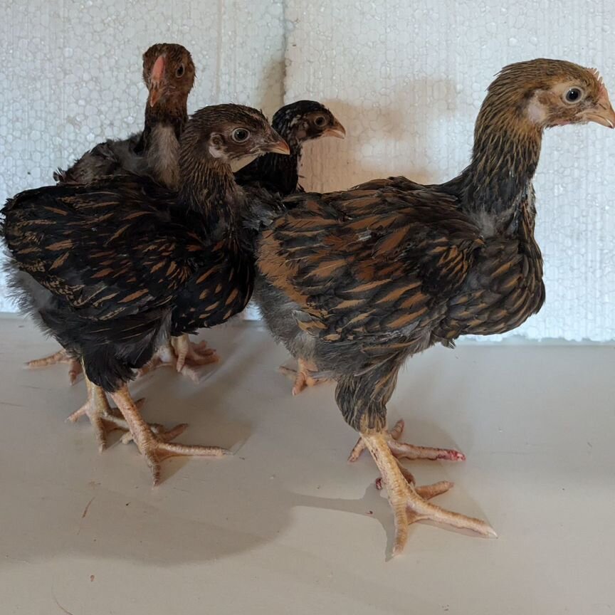 Цыплята виандот