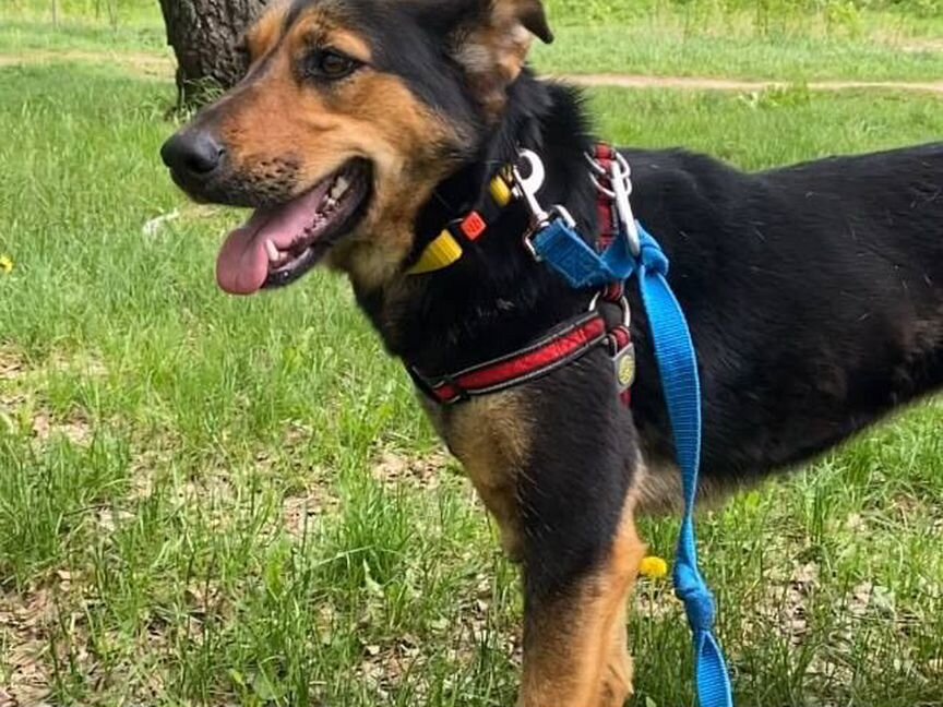 Чудесная Инга в поисках дома