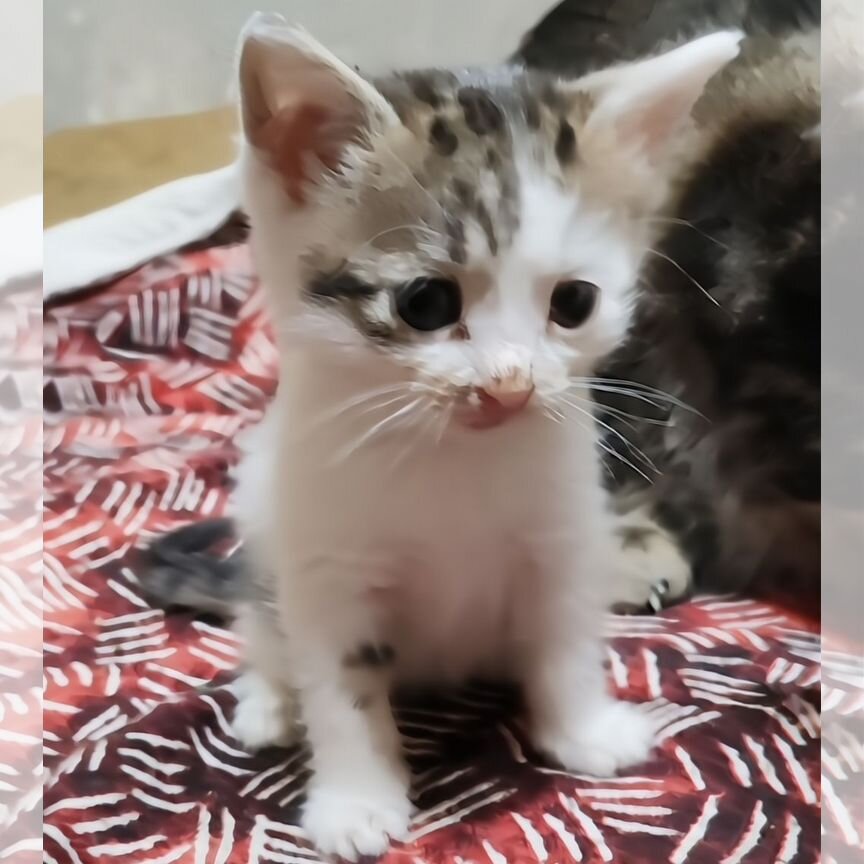Котёнок в добрые руки