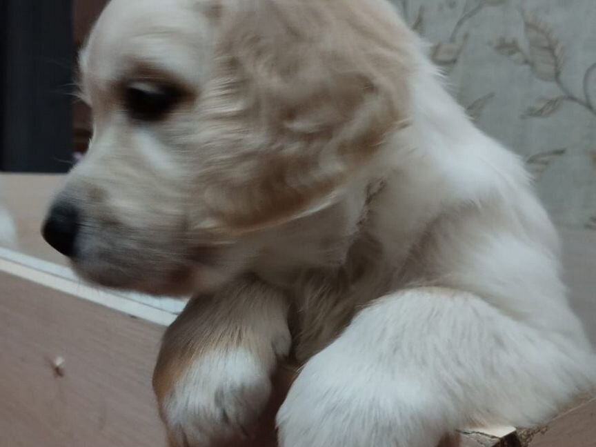 Золотистый ретривер