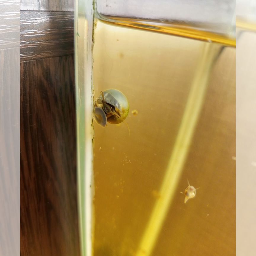 Синяя ампулярия