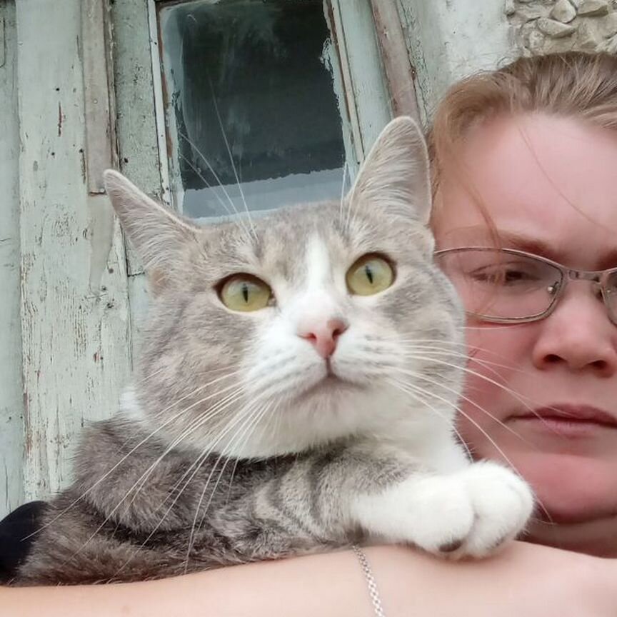 Коты и кашка