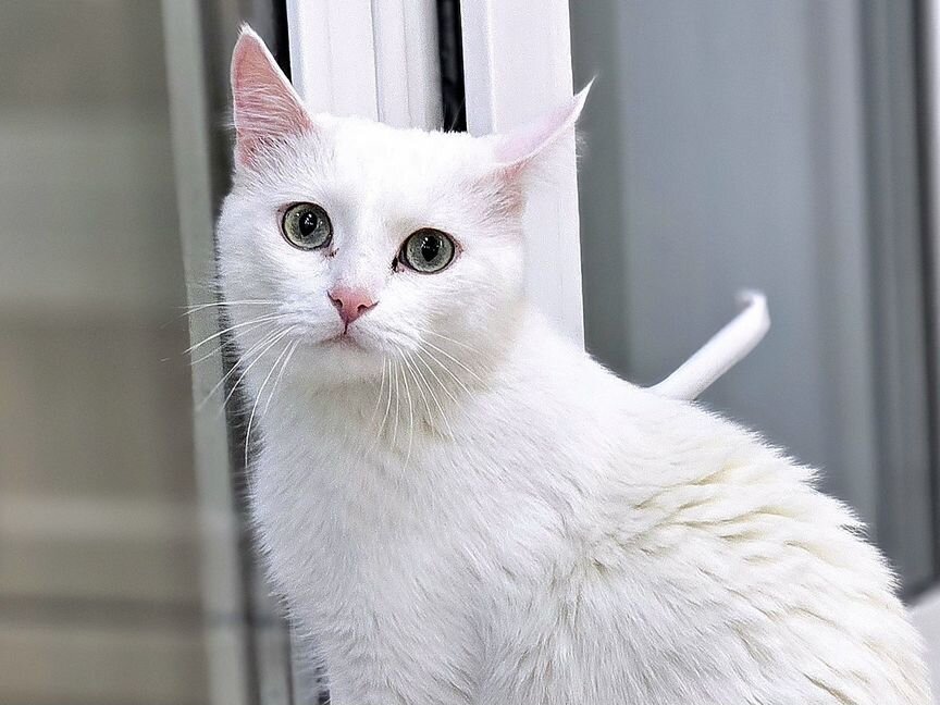 Белый мололой кастрированный котик ищет дом