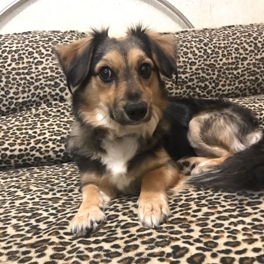 Отдам в добрые руки